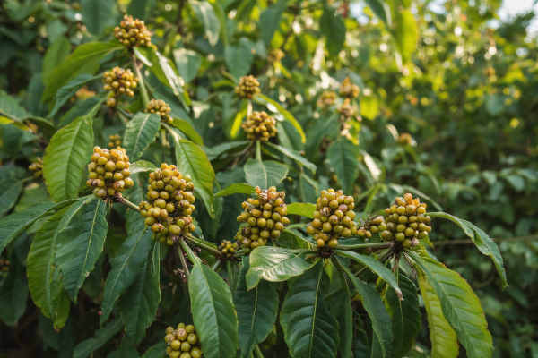 Advanced Coffee Plant Breeding Techniques: Maximizing Yield and ...